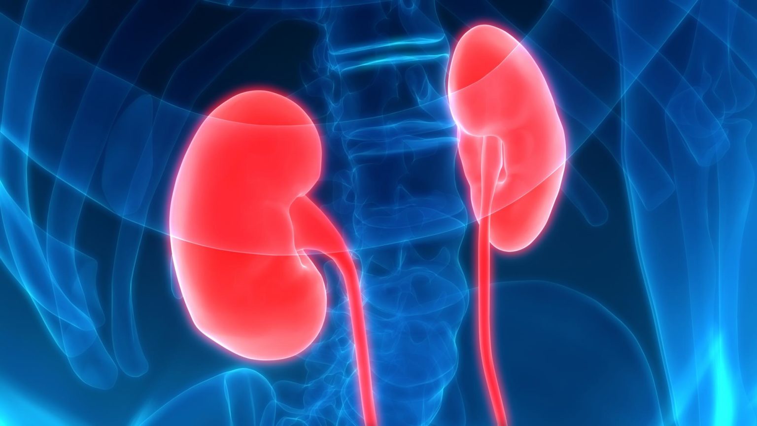 Kidney - Life Line Screening